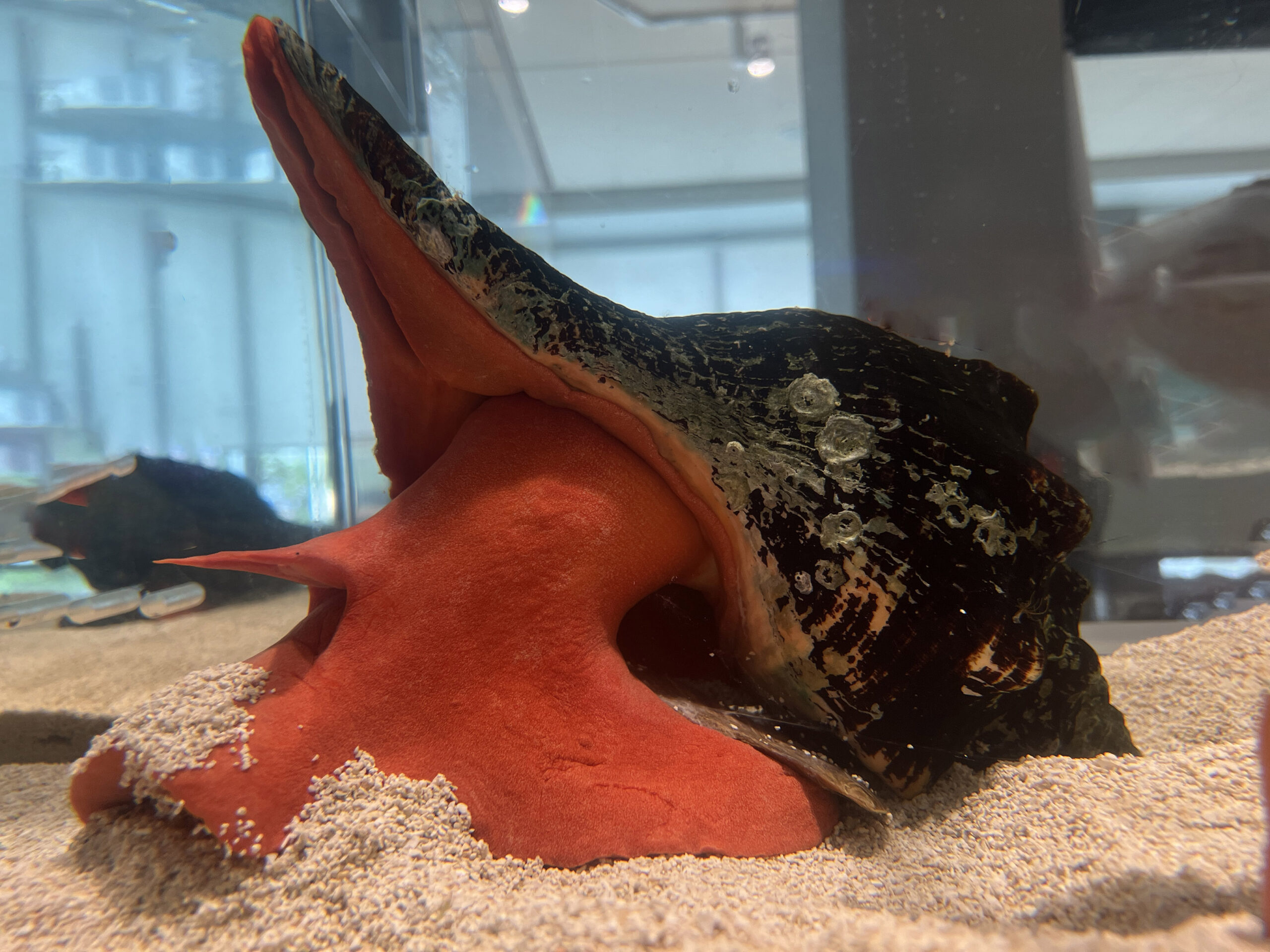 National Shell Museum Staff Publish Discovery About the Horse Conch ...